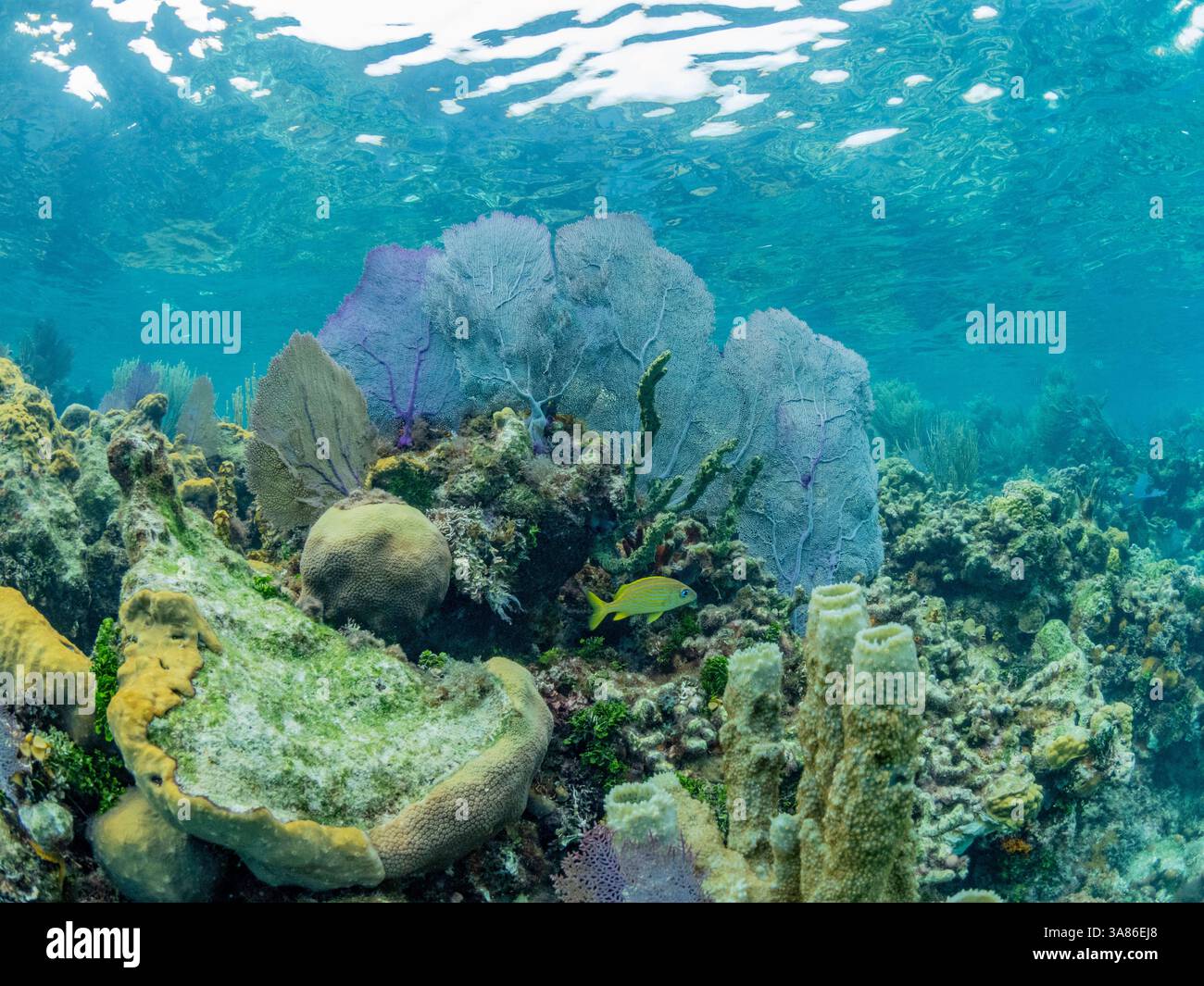 Underwater view of the reef along the circumference of the Great Blue ...