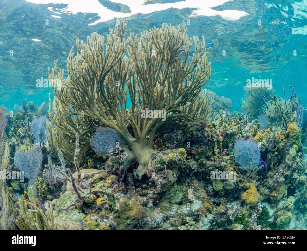 Underwater view of the reef along the circumference of the Great Blue ...