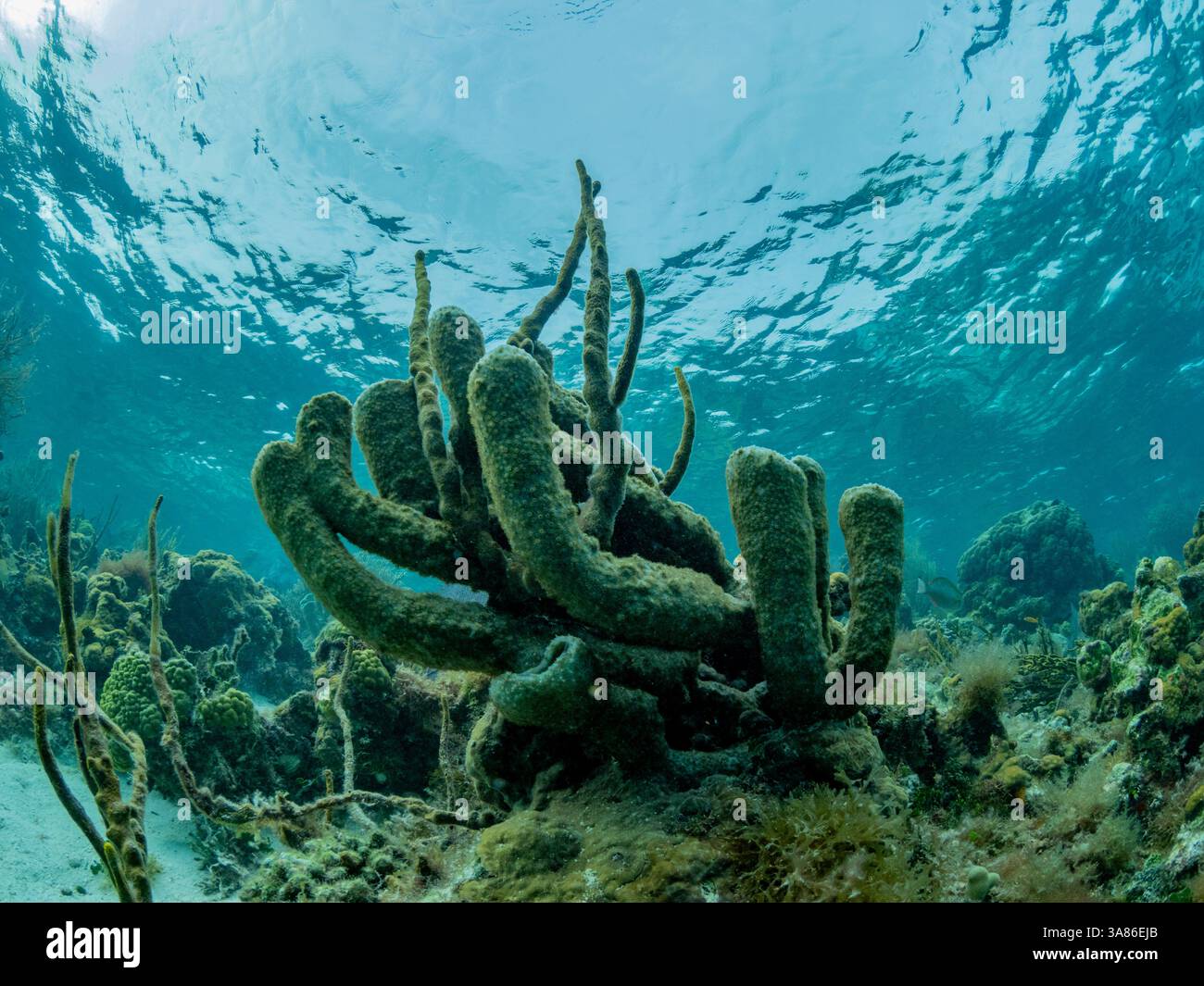 Underwater view of the reef along the circumference of the Great Blue ...