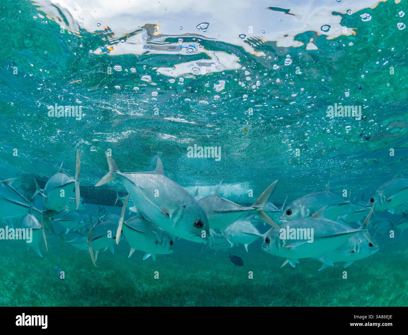 Horse-eye jacks (Caranx latus), schooling in Hol Chan Marine Preserve ...