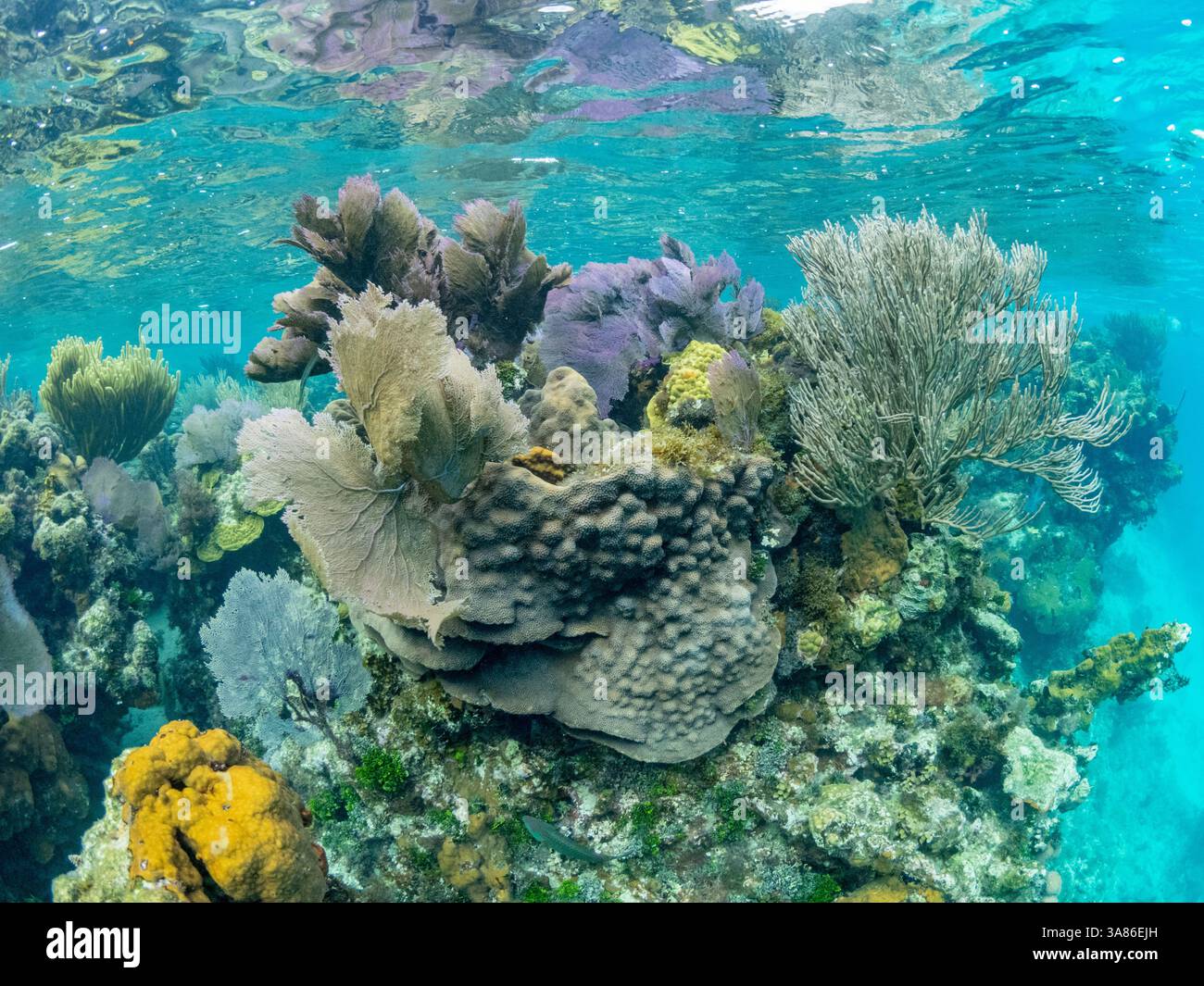 Underwater view of the reef along the circumference of the Great Blue ...