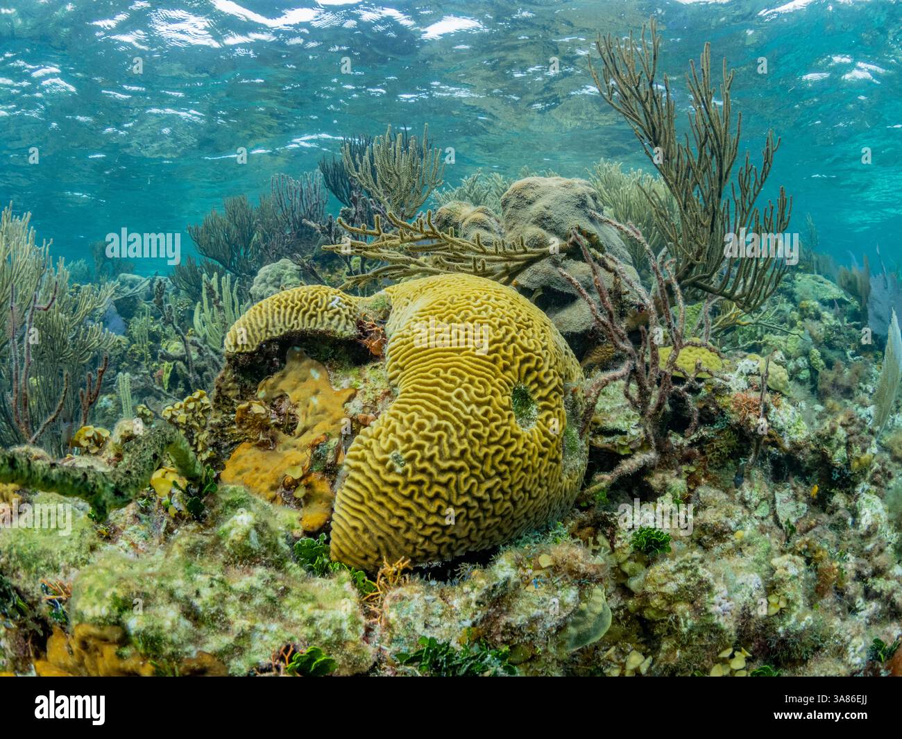 Underwater view of the reef along the circumference of the Great Blue ...