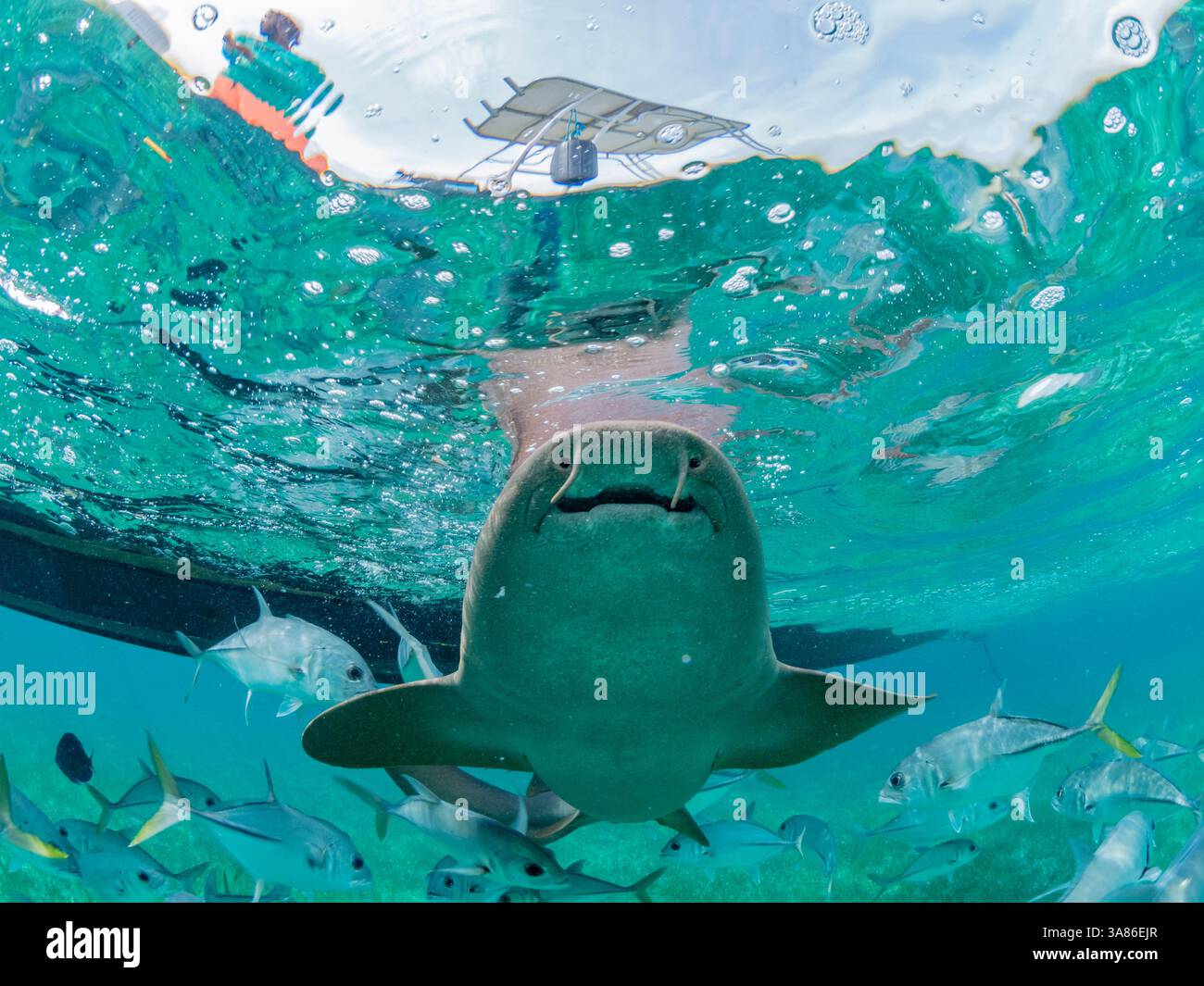 Nurse sharks (Ginglymostoma cirratum), being fed in Hol Chan Marine ...