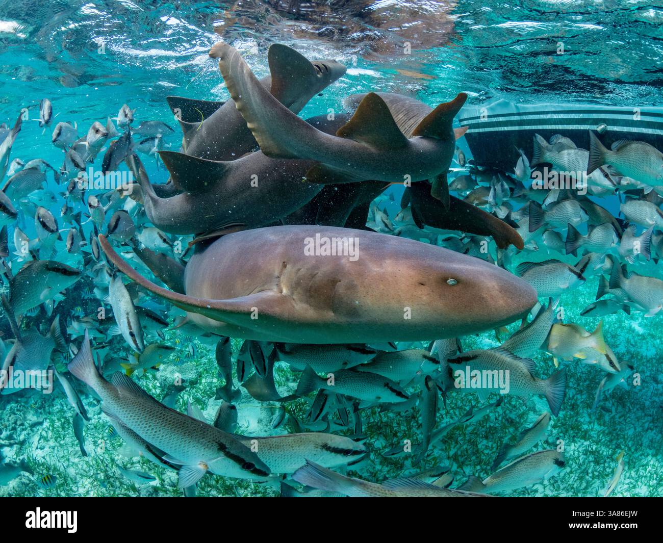 Nurse sharks (Ginglymostoma cirratum), being fed in Hol Chan Marine ...