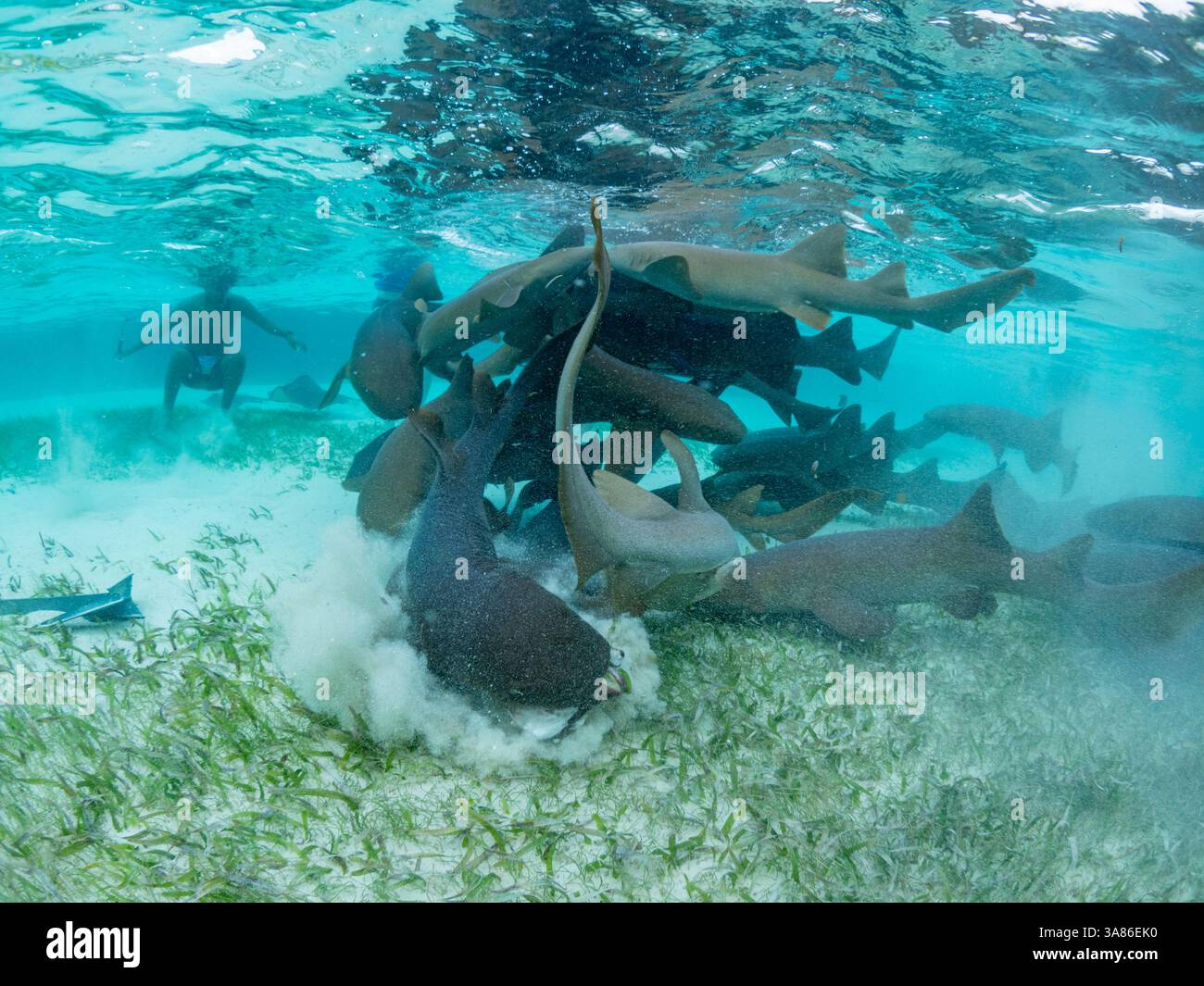 Nurse sharks (Ginglymostoma cirratum), being fed in shark and ray alley ...