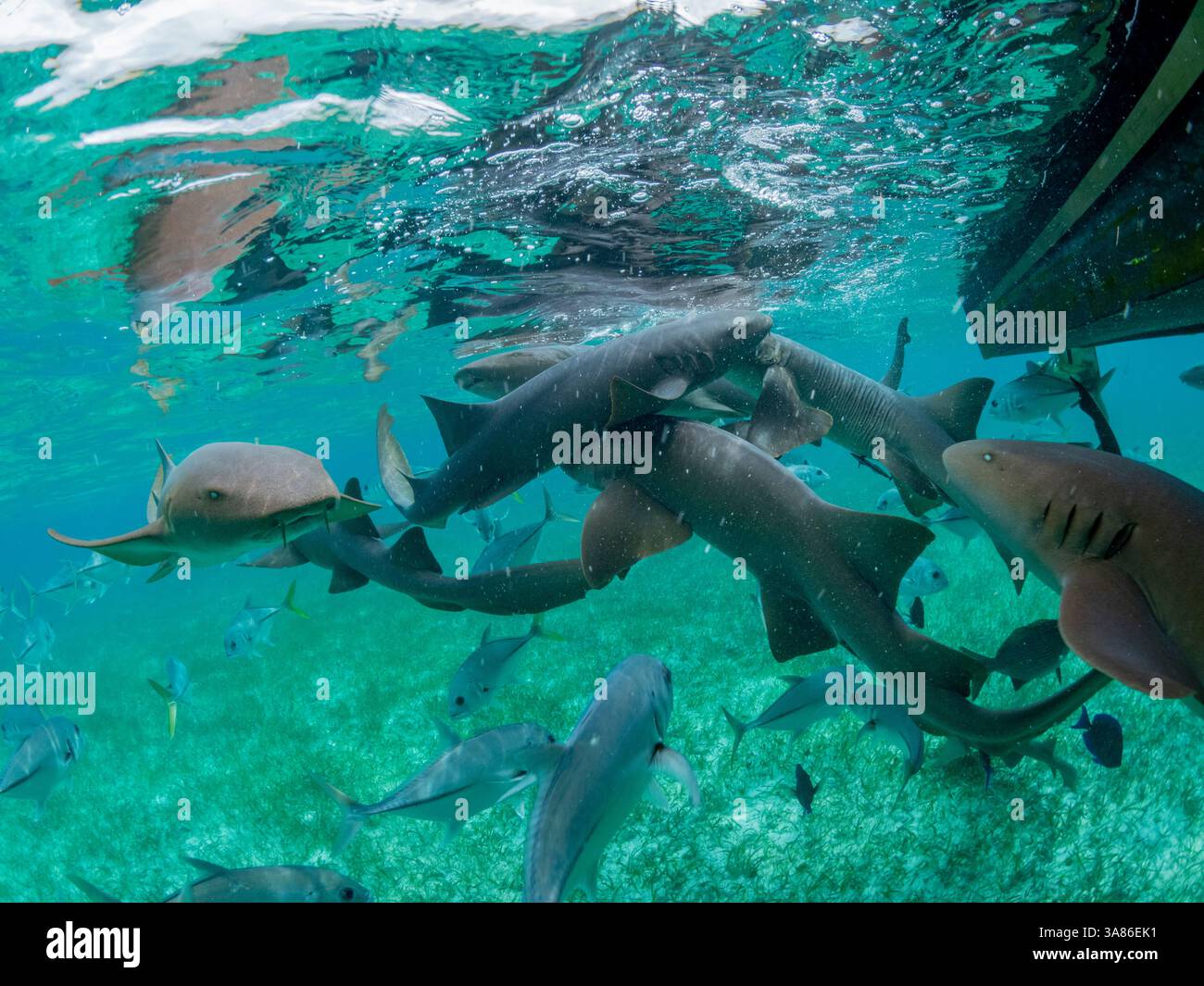 Nurse sharks (Ginglymostoma cirratum), being fed in Hol Chan Marine ...