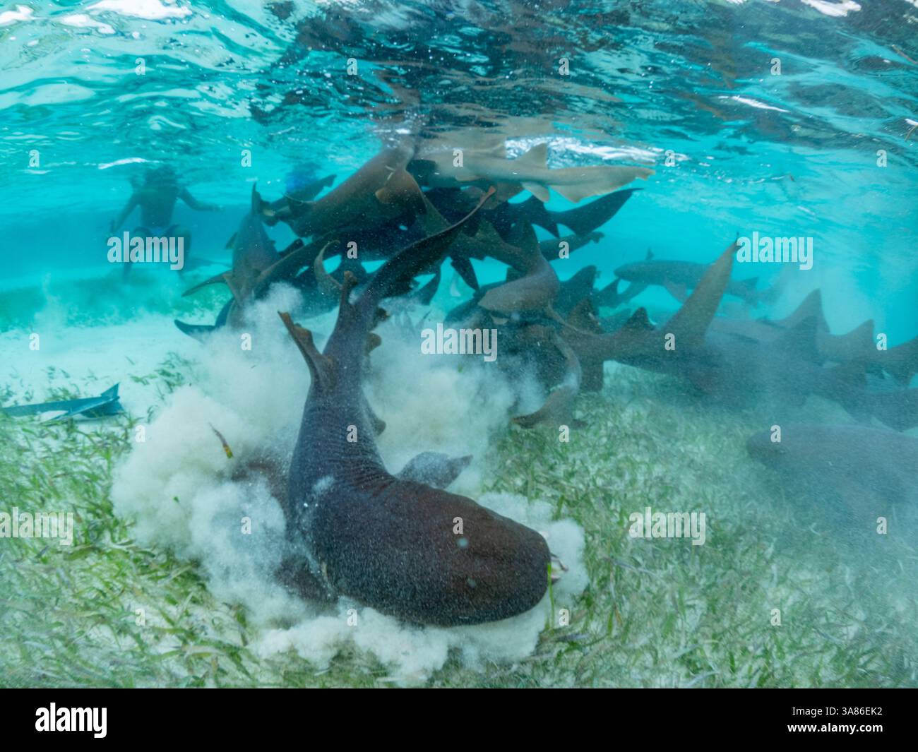 Nurse sharks (Ginglymostoma cirratum), being fed in shark and ray alley ...