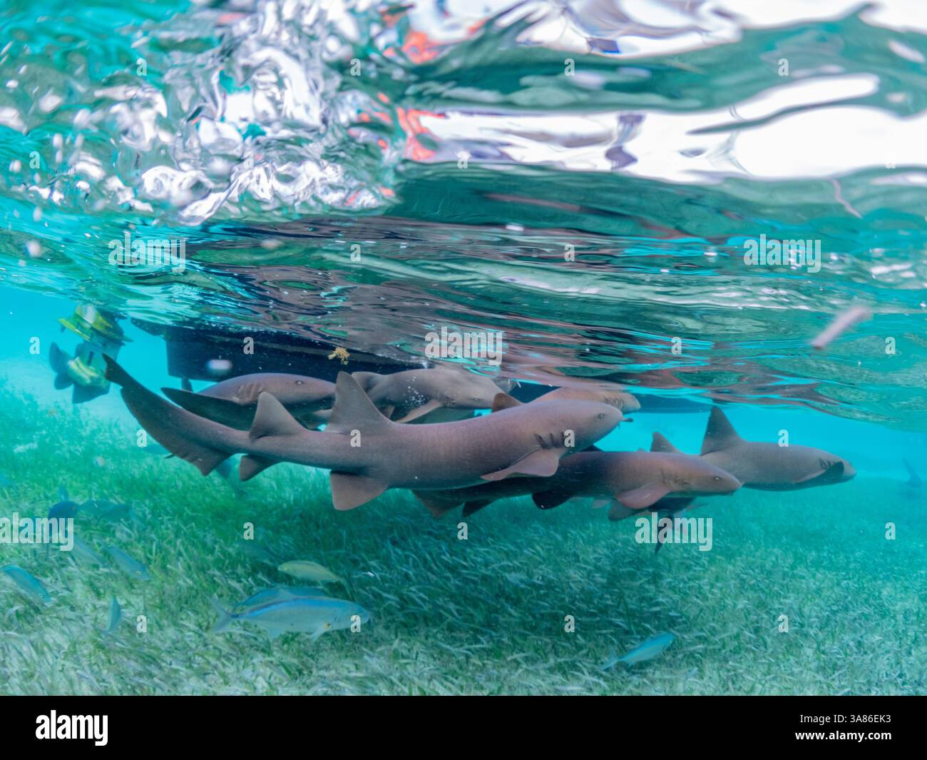Nurse sharks (Ginglymostoma cirratum), being fed in shark and ray alley ...