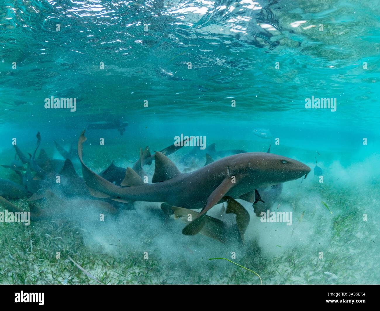Nurse sharks (Ginglymostoma cirratum), being fed in shark and ray alley ...