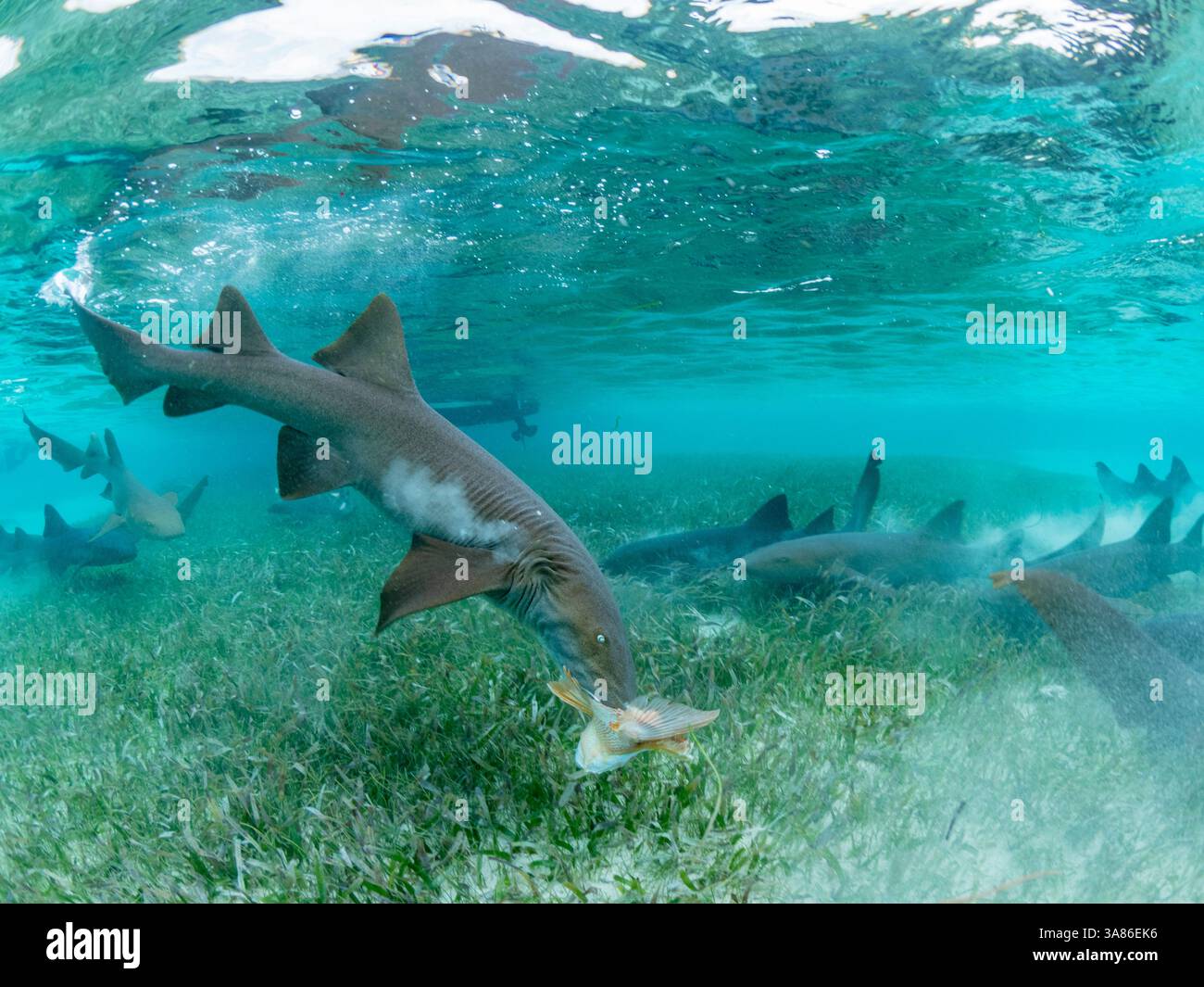 Nurse sharks (Ginglymostoma cirratum), being fed in shark and ray alley ...