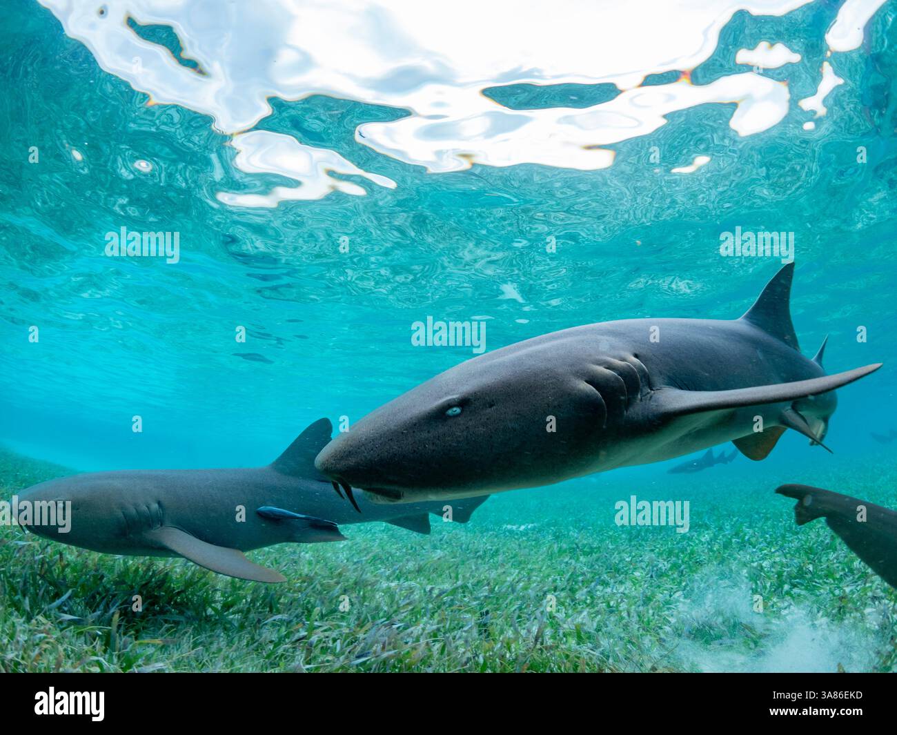 Nurse sharks (Ginglymostoma cirratum), being fed in shark and ray alley ...