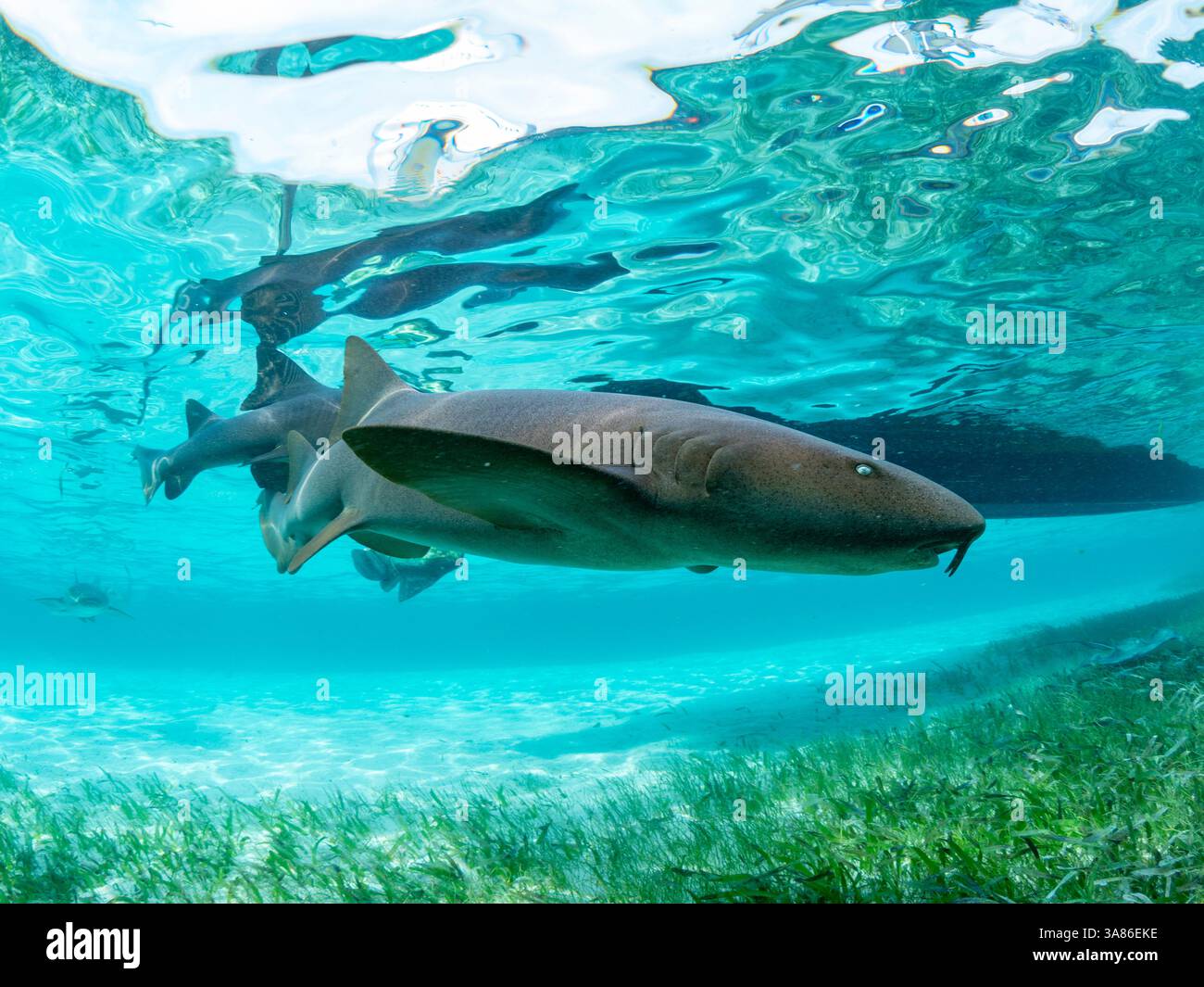 Nurse sharks (Ginglymostoma cirratum), being fed in shark and ray alley ...