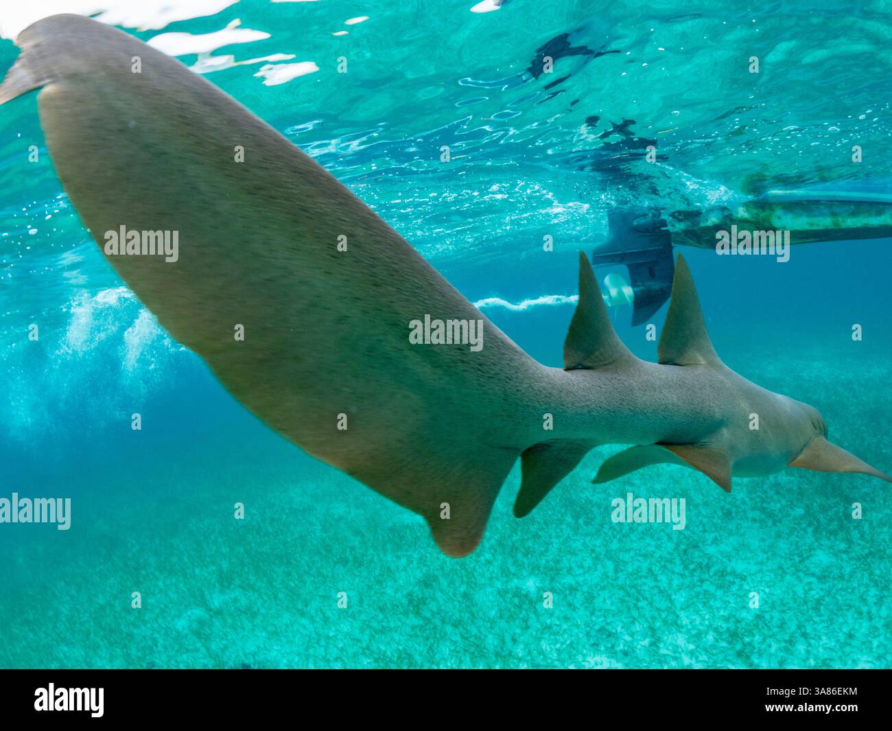 Nurse shark (Ginglymostoma cirratum), with boat in Hol Chan Marine ...