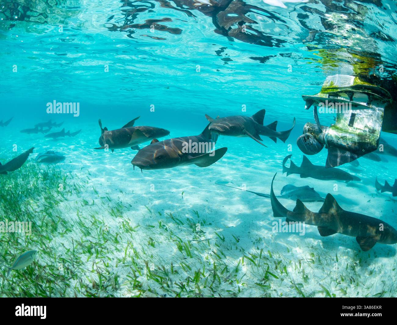 Nurse sharks (Ginglymostoma cirratum), being fed in shark and ray alley ...
