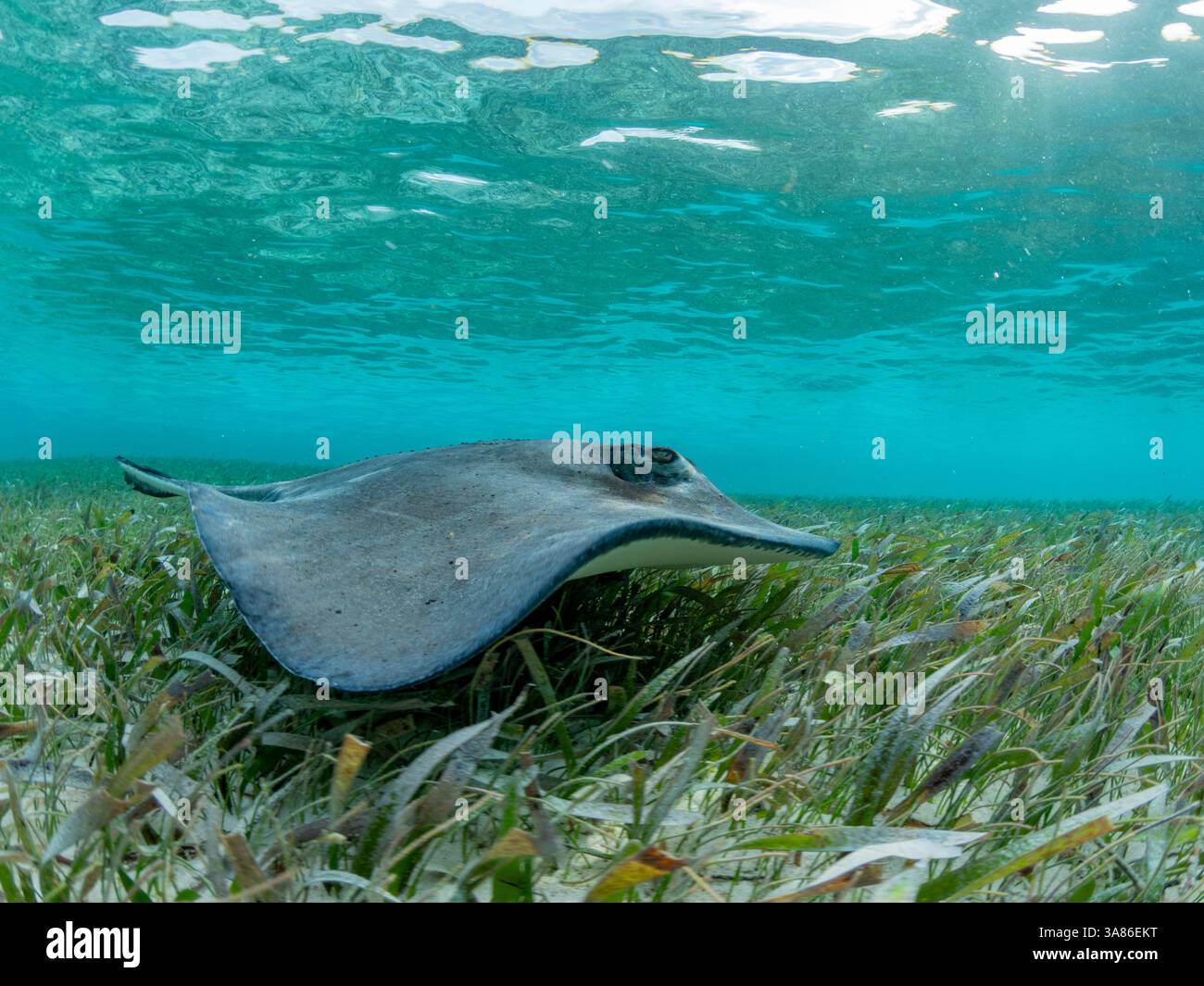 Southern stingray (Hypanus americanus) over sand in shark and ray alley ...