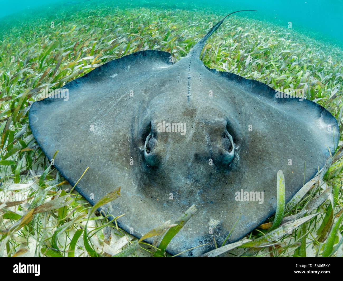 Hypanus hi-res stock photography and images - Alamy