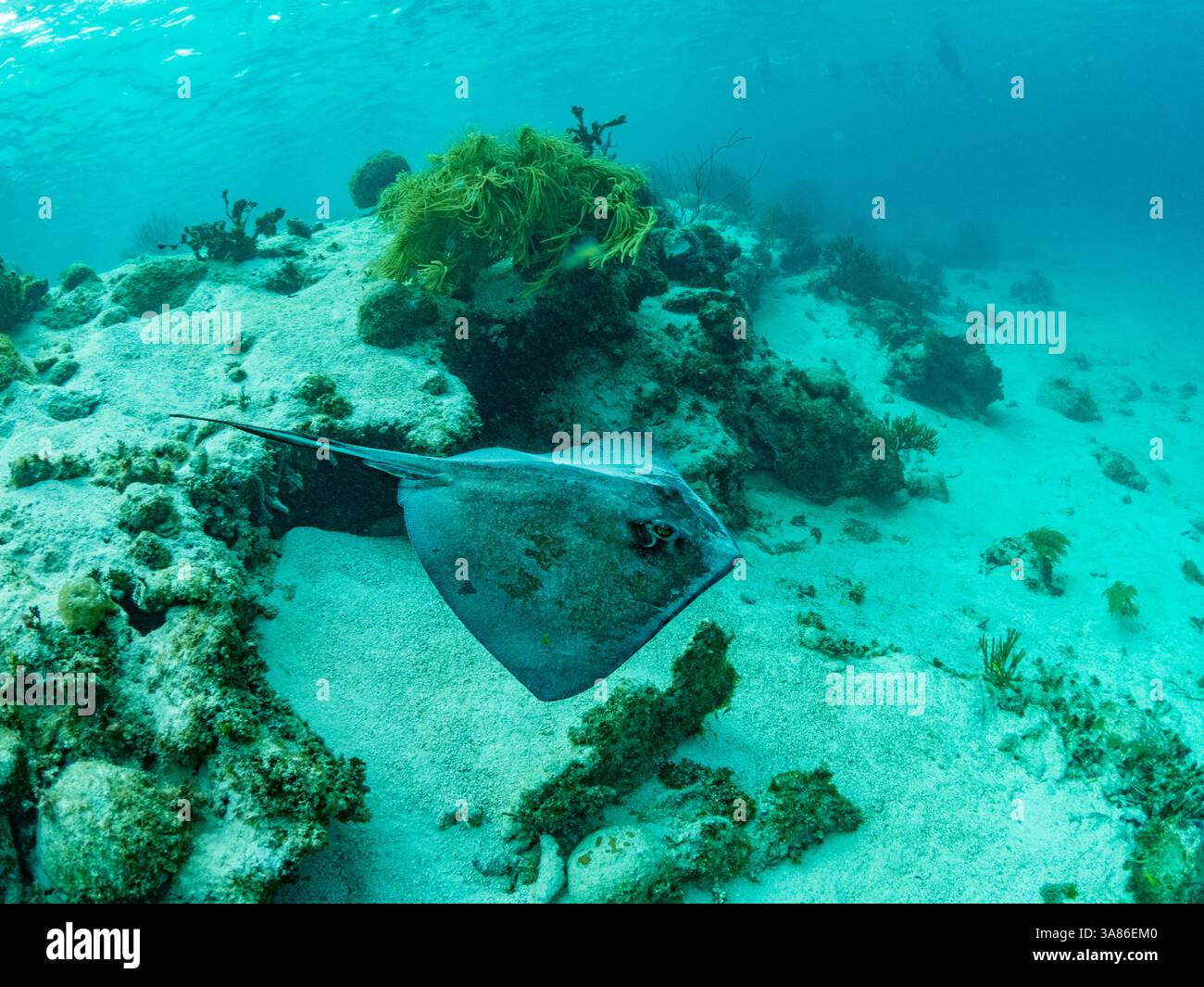 Southern stingray (Hypanus americanus) being fed in shark and ray alley ...