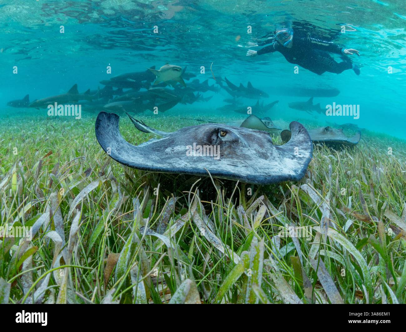 Southern stingray (Hypanus americanus) with snorkeler in shark and ray ...