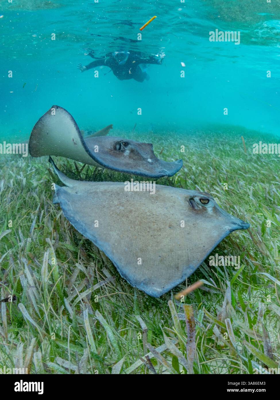 Southern stingray (Hypanus americanus) with snorkeler in shark and ray alley, Caye Caulker ...