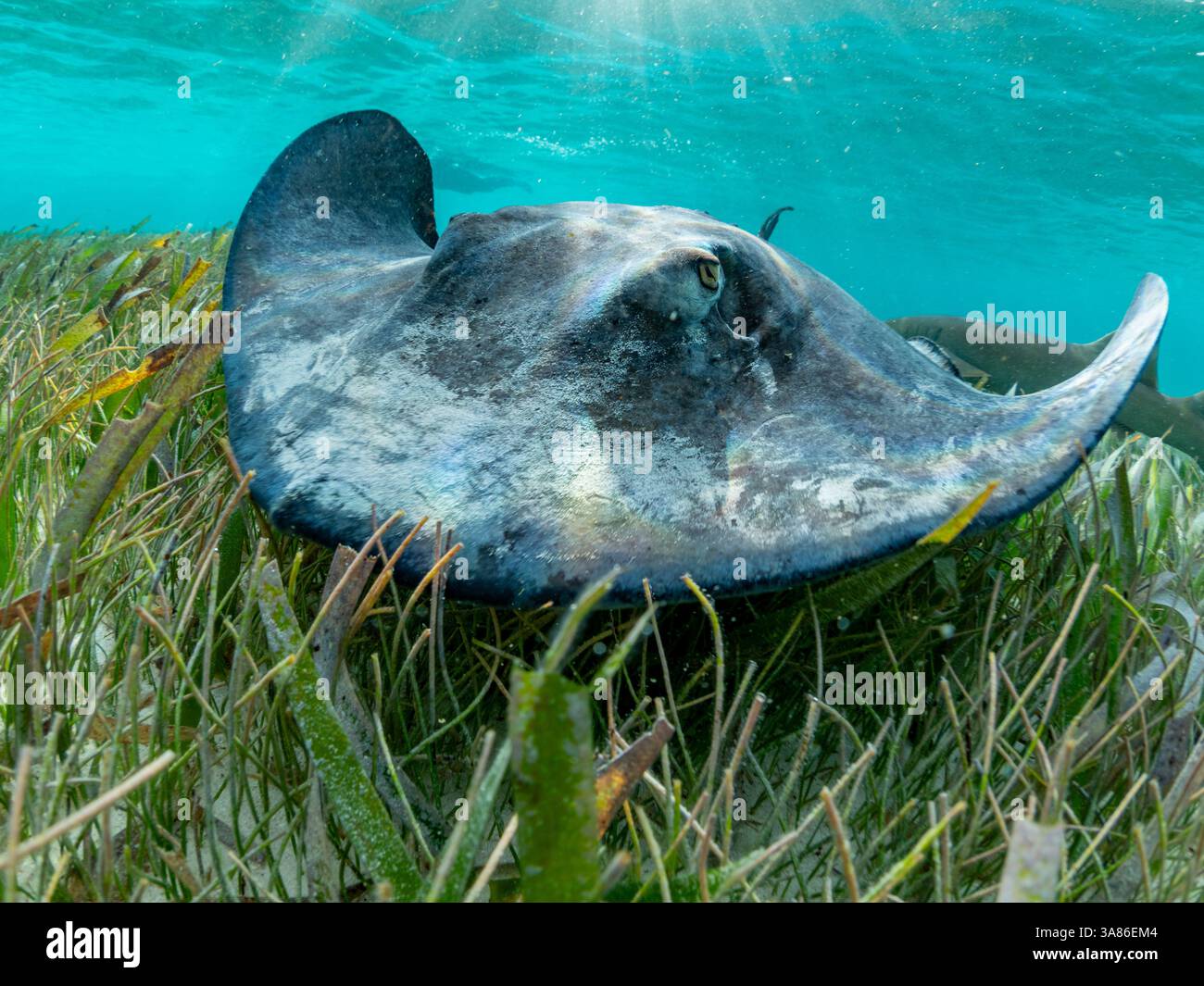Southern stingray (Hypanus americanus) over sand in shark and ray alley ...