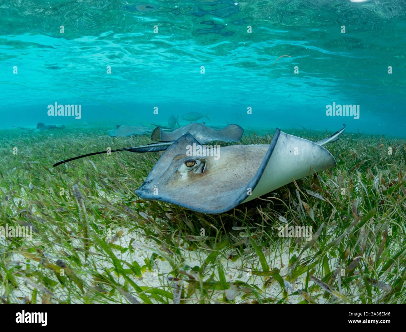 Southern stingray (Hypanus americanus) over sand in shark and ray alley ...