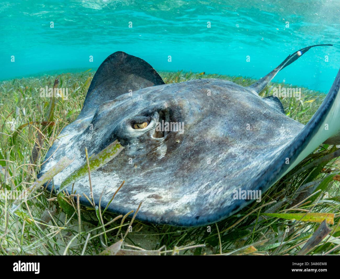Hypanus hi-res stock photography and images - Alamy
