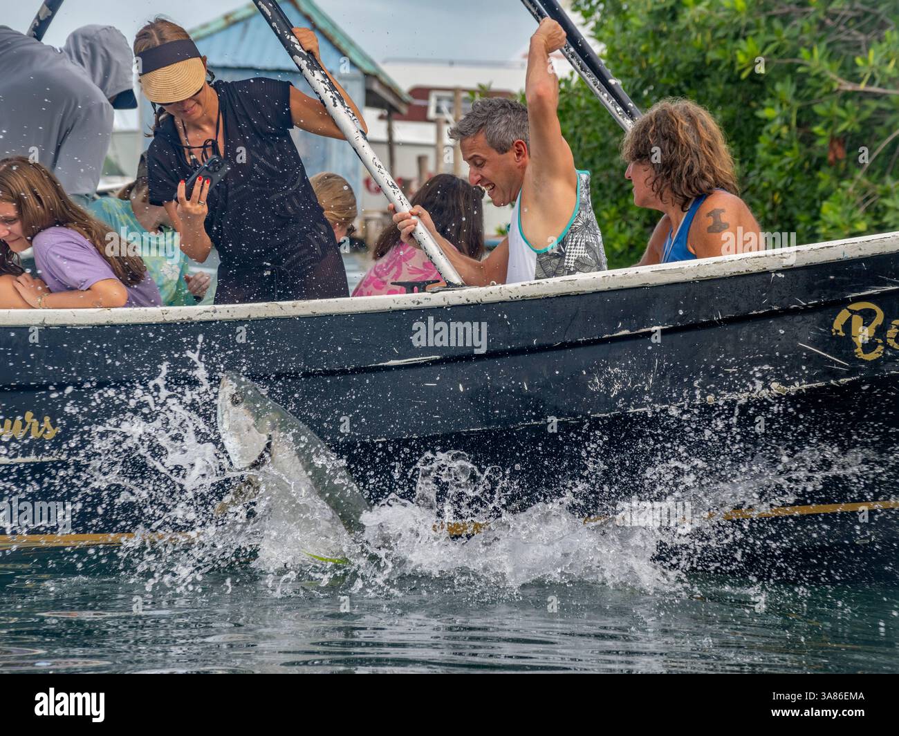 Tourists hand-feeding tarpon (Megalops atlaticus), at feeding station ...