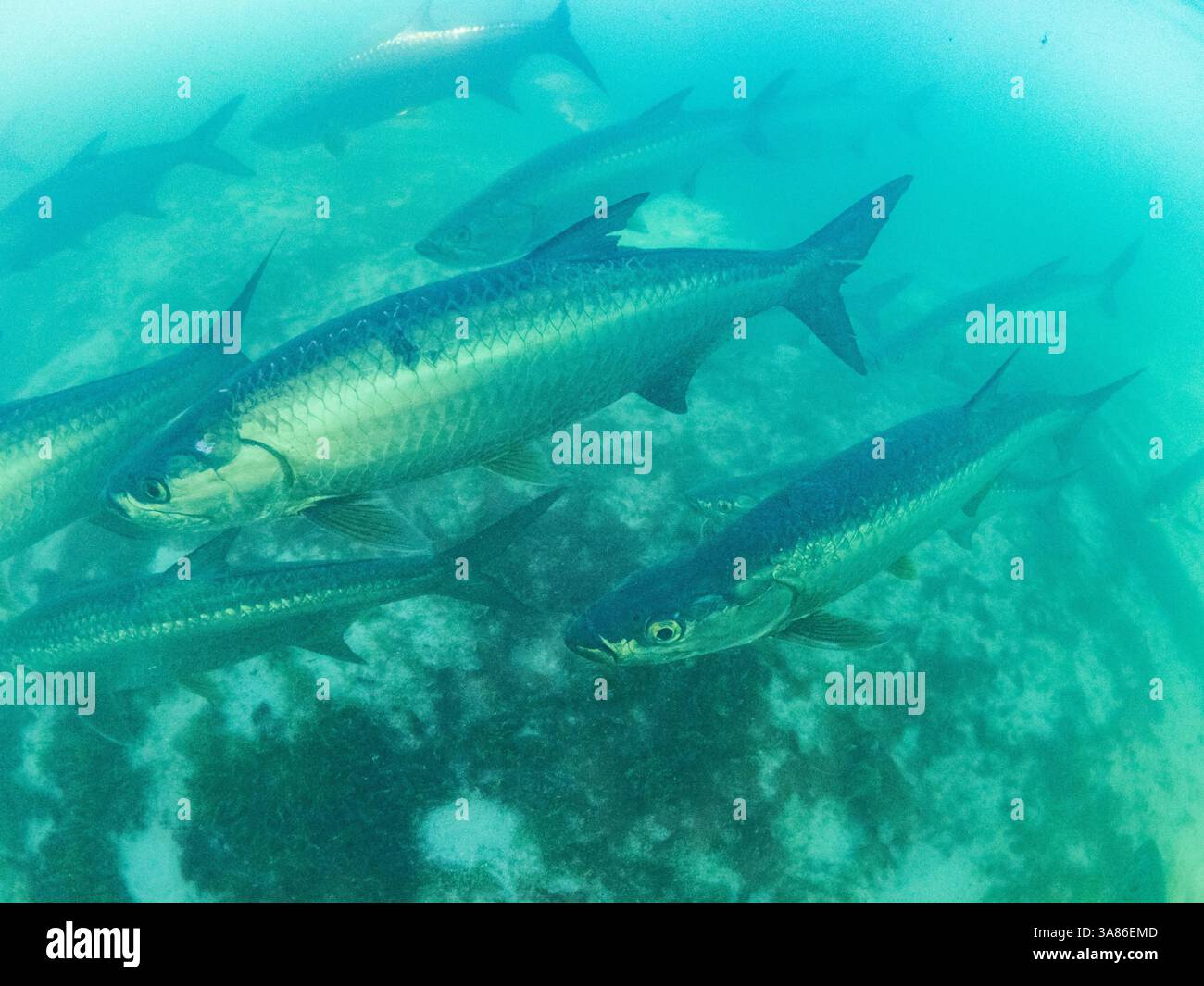 Tarpon (Megalops atlaticus), underwater at feeding station inside the ...