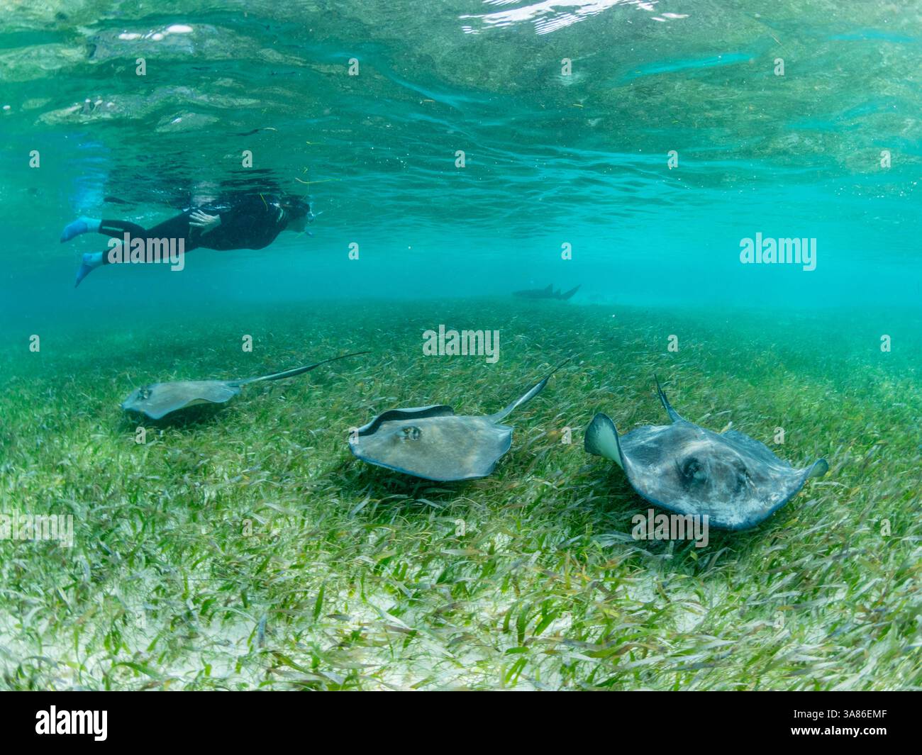 Southern stingray (Hypanus americanus), with snorkeler in shark and ray ...