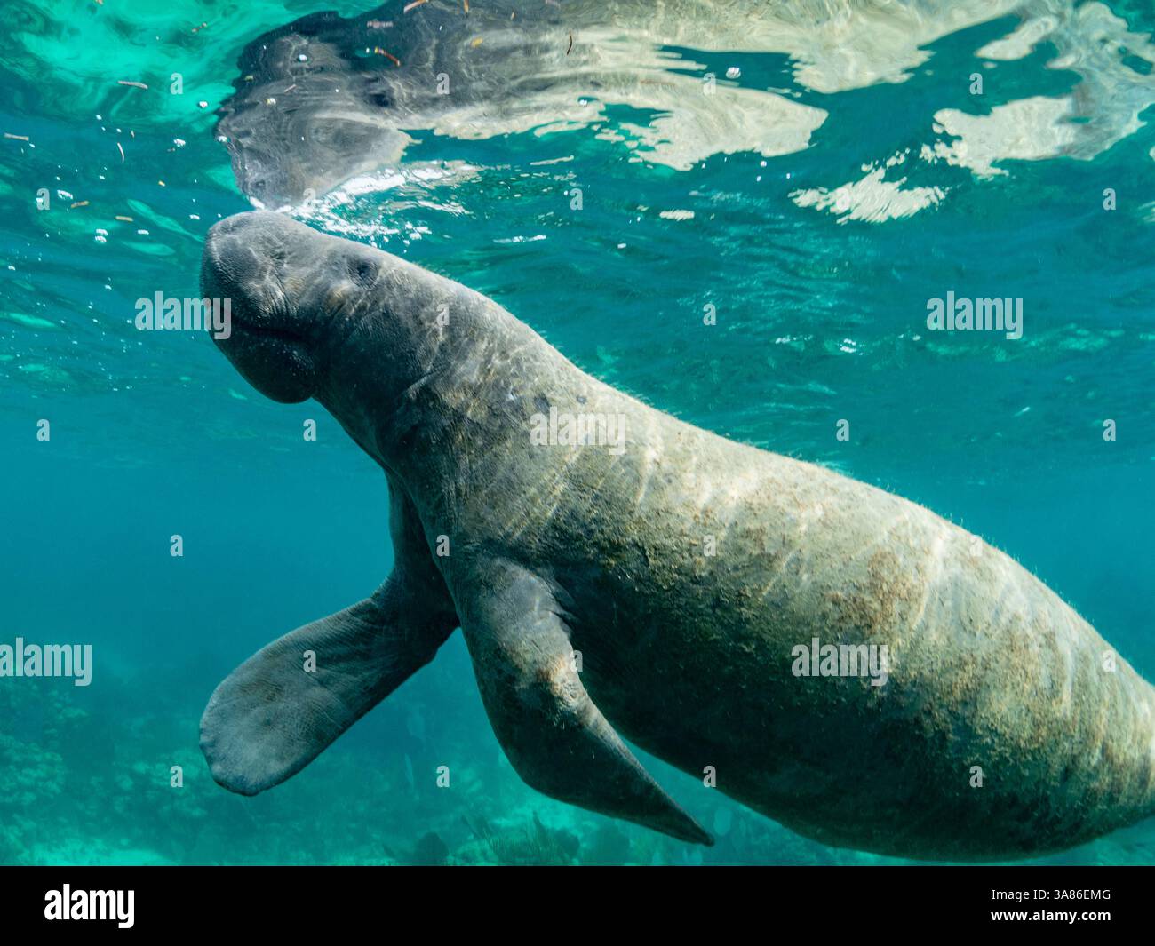 West Indian manatee (Trichechus manatus), on the reef near Caye Caulker ...