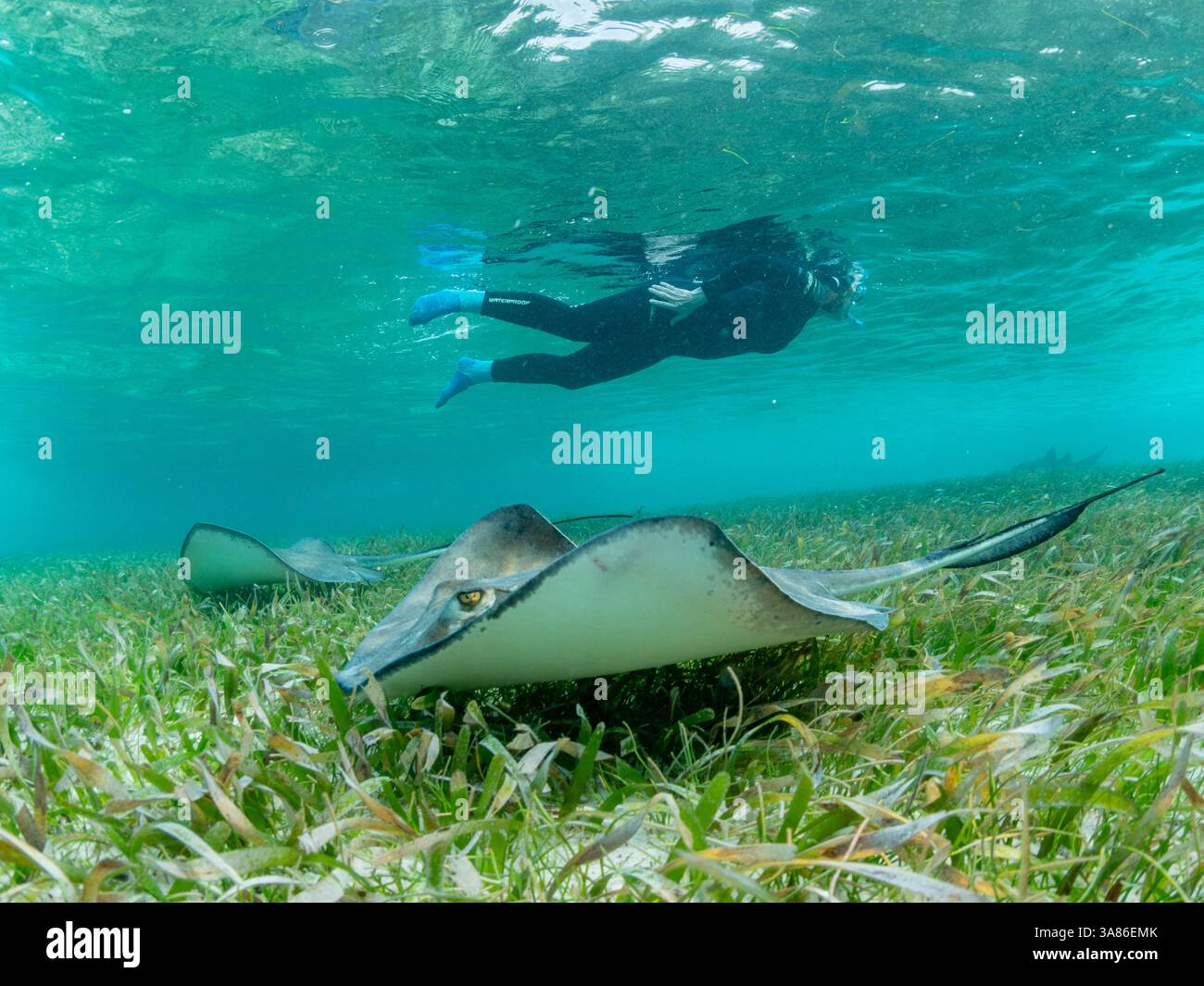 Hypanus hi-res stock photography and images - Alamy