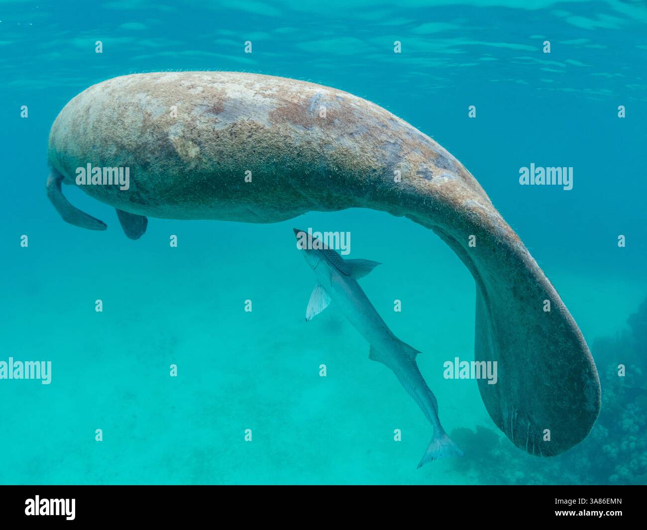 West Indian manatee (Trichechus manatus), with sharksucker, Caye ...