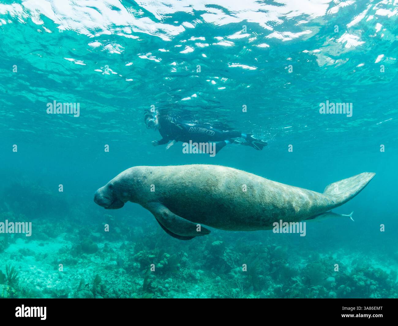 West Indian manatee (Trichechus manatus), with snorkeler near Caye ...