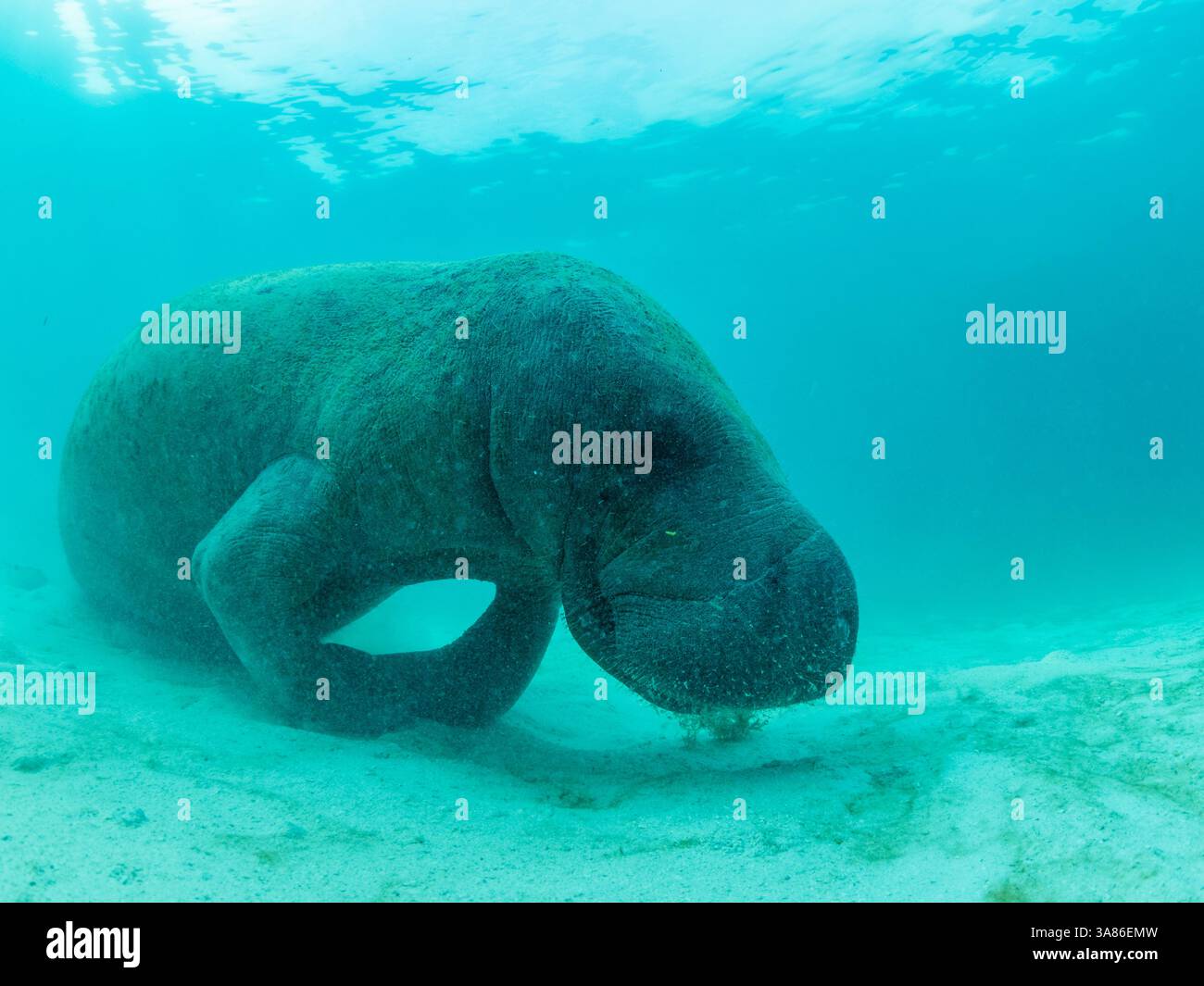 West Indian manatee (Trichechus manatus), on the sand near Caye Caulker ...