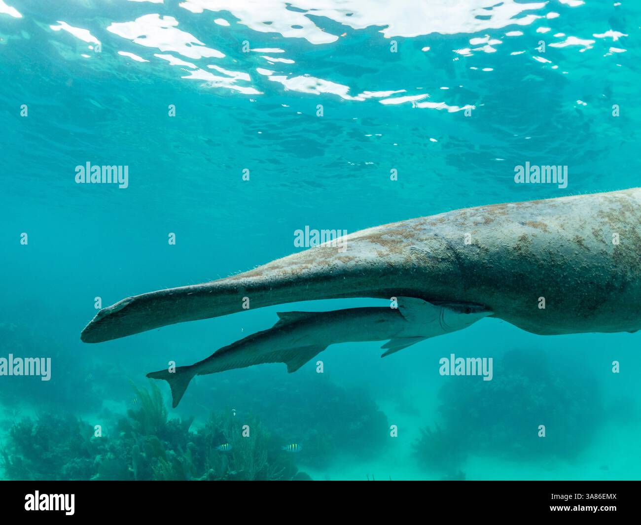 West Indian manatee (Trichechus manatus), with sharksucker, Caye ...