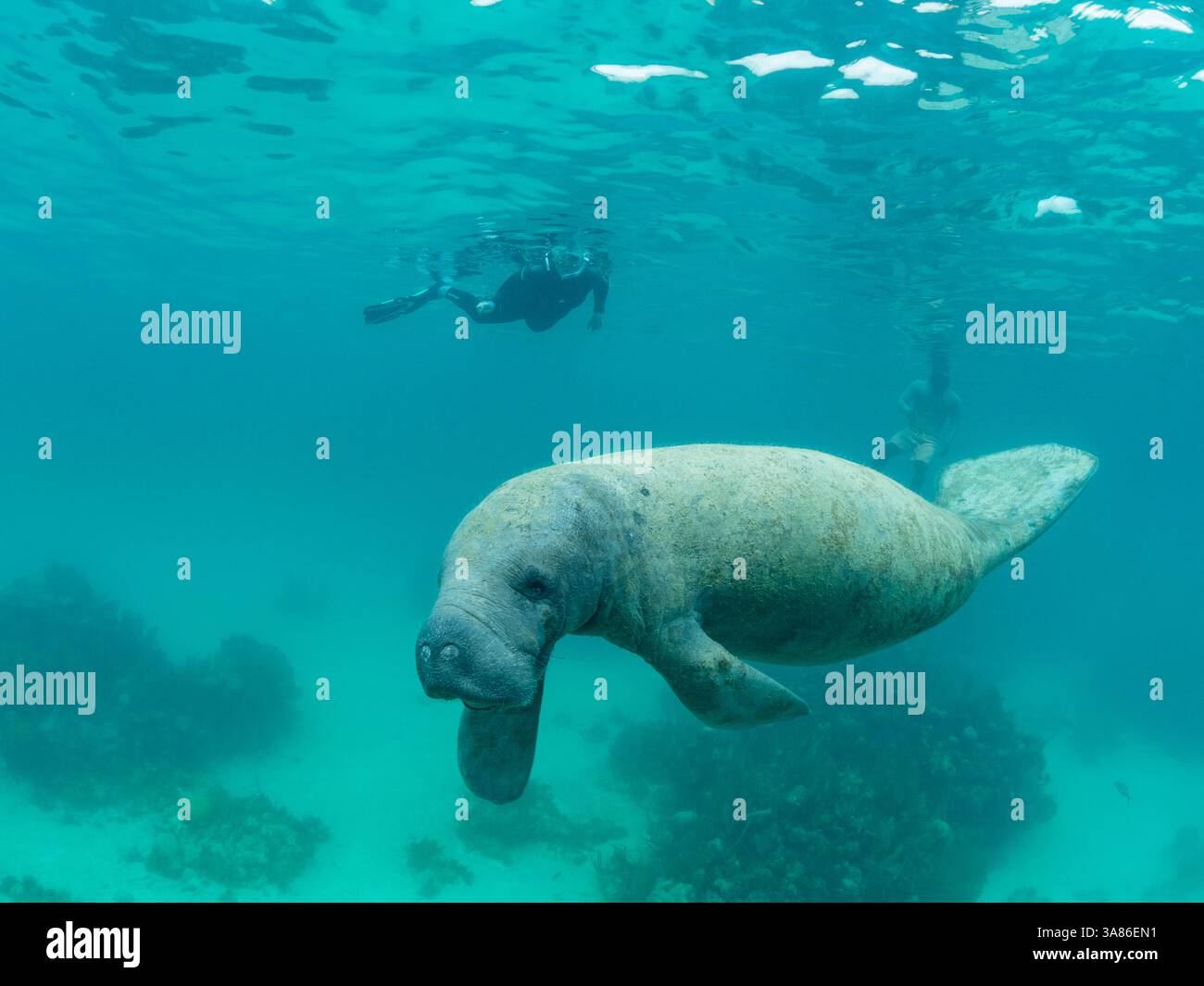 West Indian manatee (Trichechus manatus), with snorkelers near Caye ...