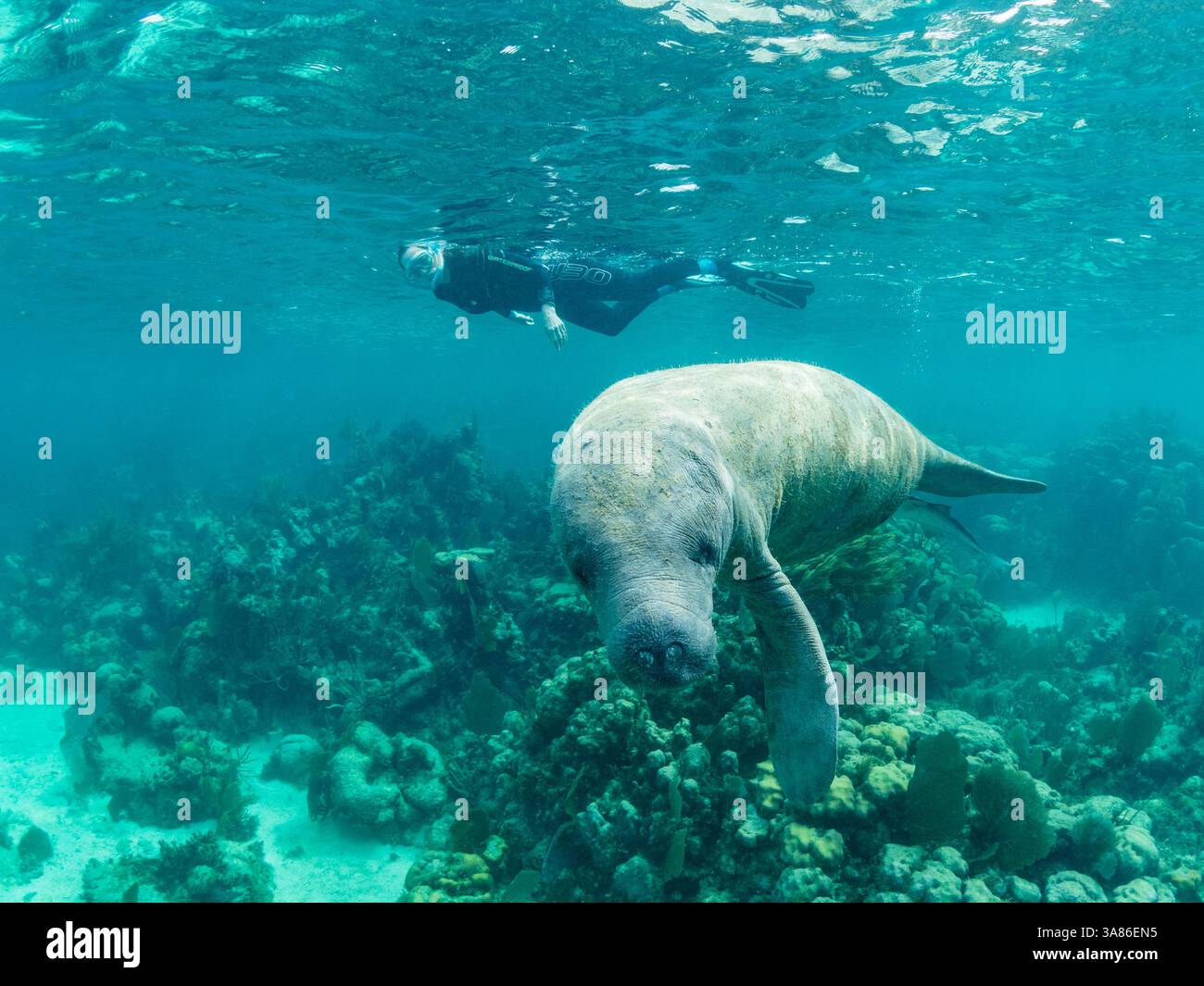 West Indian manatee (Trichechus manatus), with snorkeler near Caye ...