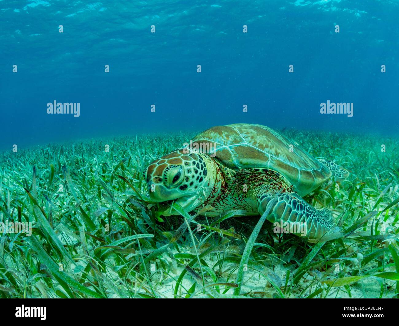 Green sea turtle (Chelonia mydas), feeding on the sand near Caye ...