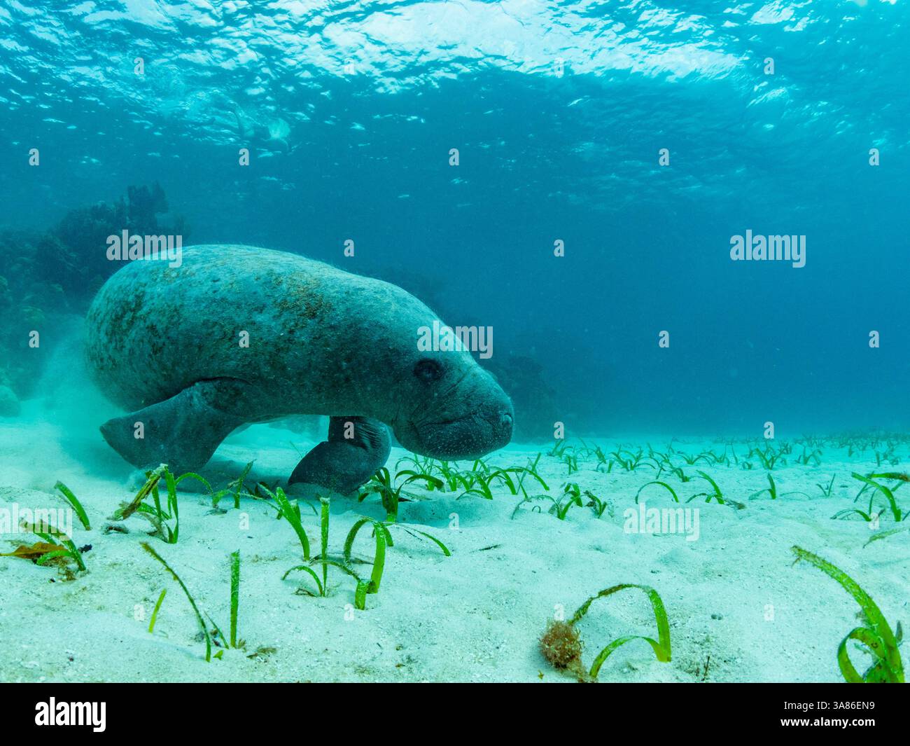 West Indian manatee (Trichechus manatus), on the sand near Caye Caulker ...