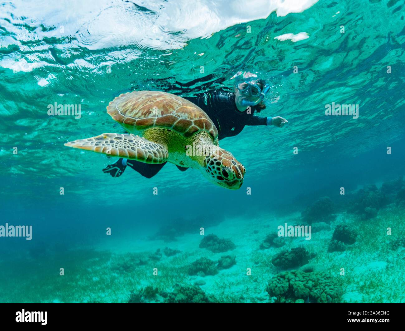 Green sea turtle (Chelonia mydas), with snorkeler near Caye Caulker ...