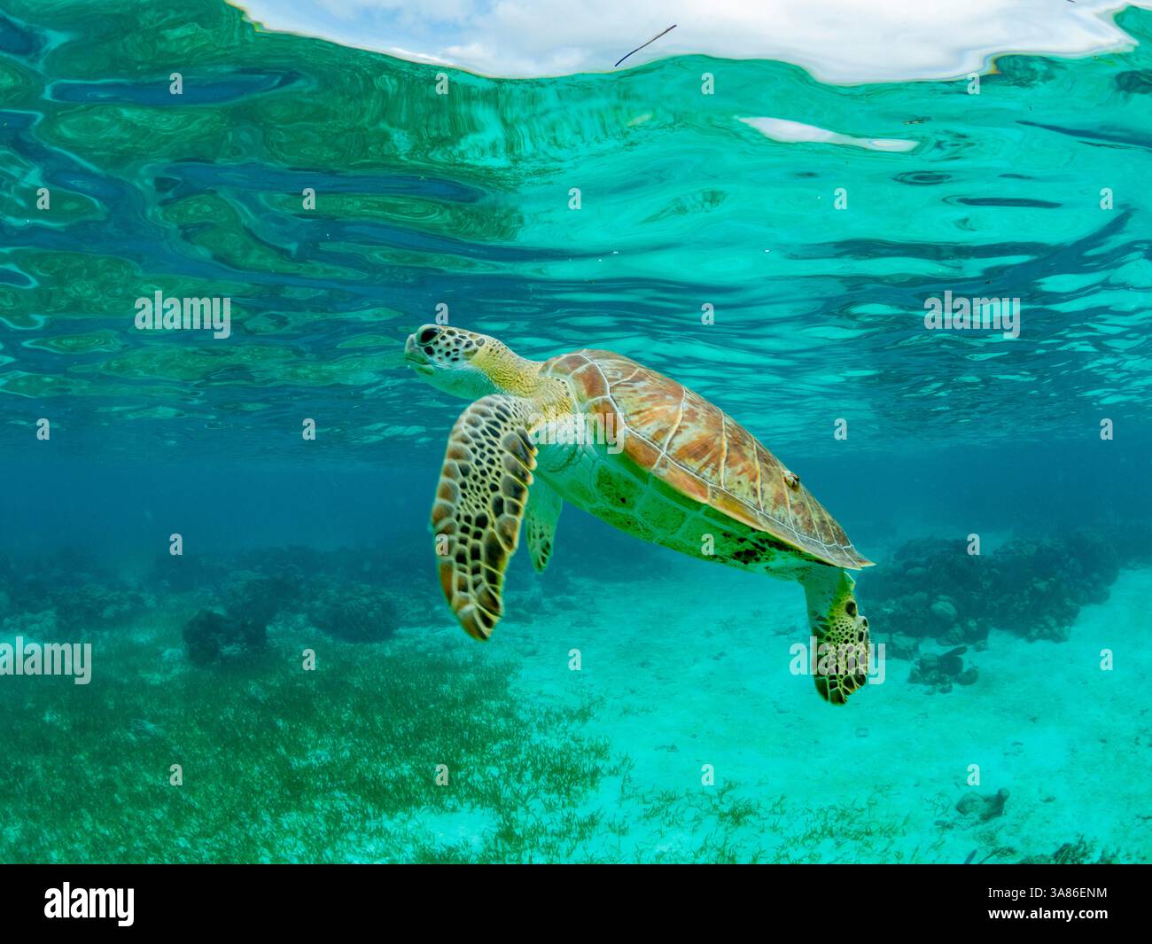 Coral reef belize air hi-res stock photography and images - Alamy