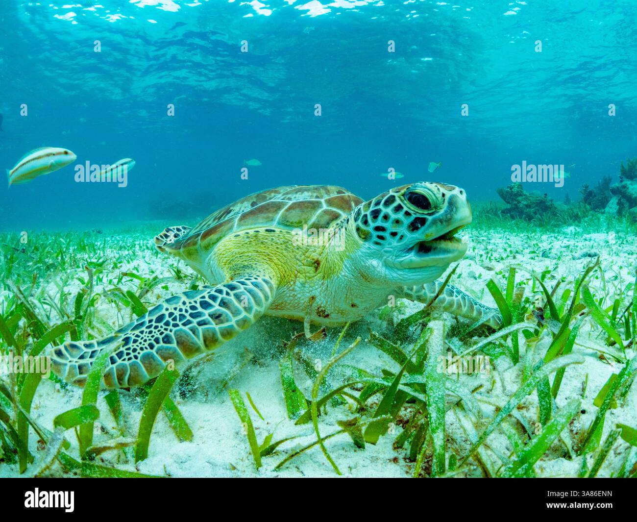 Green sea turtle (Chelonia mydas), feeding on the sand near Caye ...