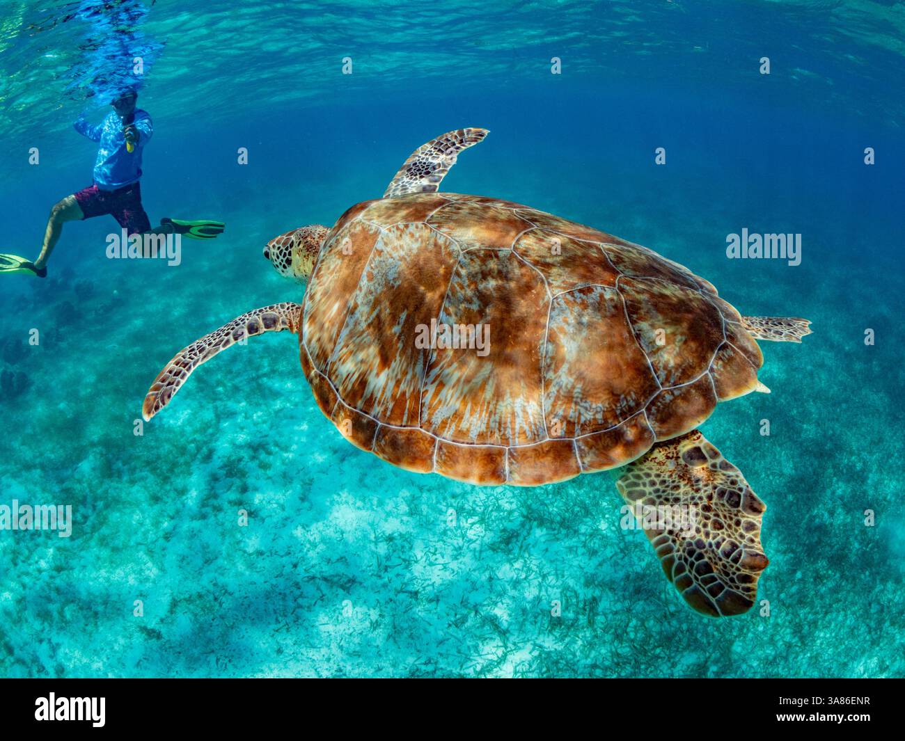 Green sea turtle (Chelonia mydas), with snorkeler near Caye Caulker ...