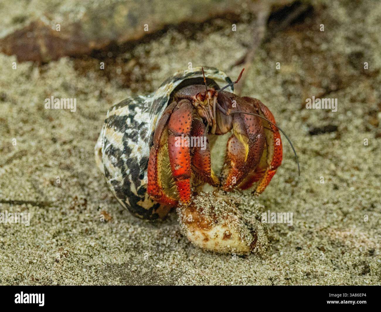 Caribbean land hermit crab (Coenobita clypeatus), Half Moon Caye ...