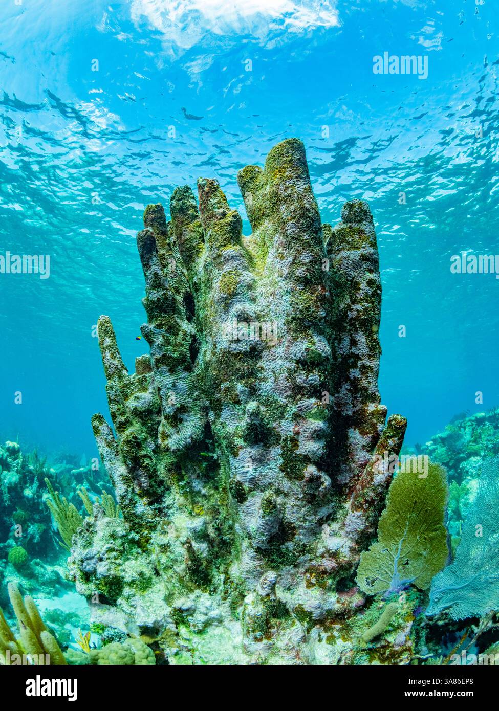 A myriad of fish and coral underwater at Hol Chan Marine Preserve ...
