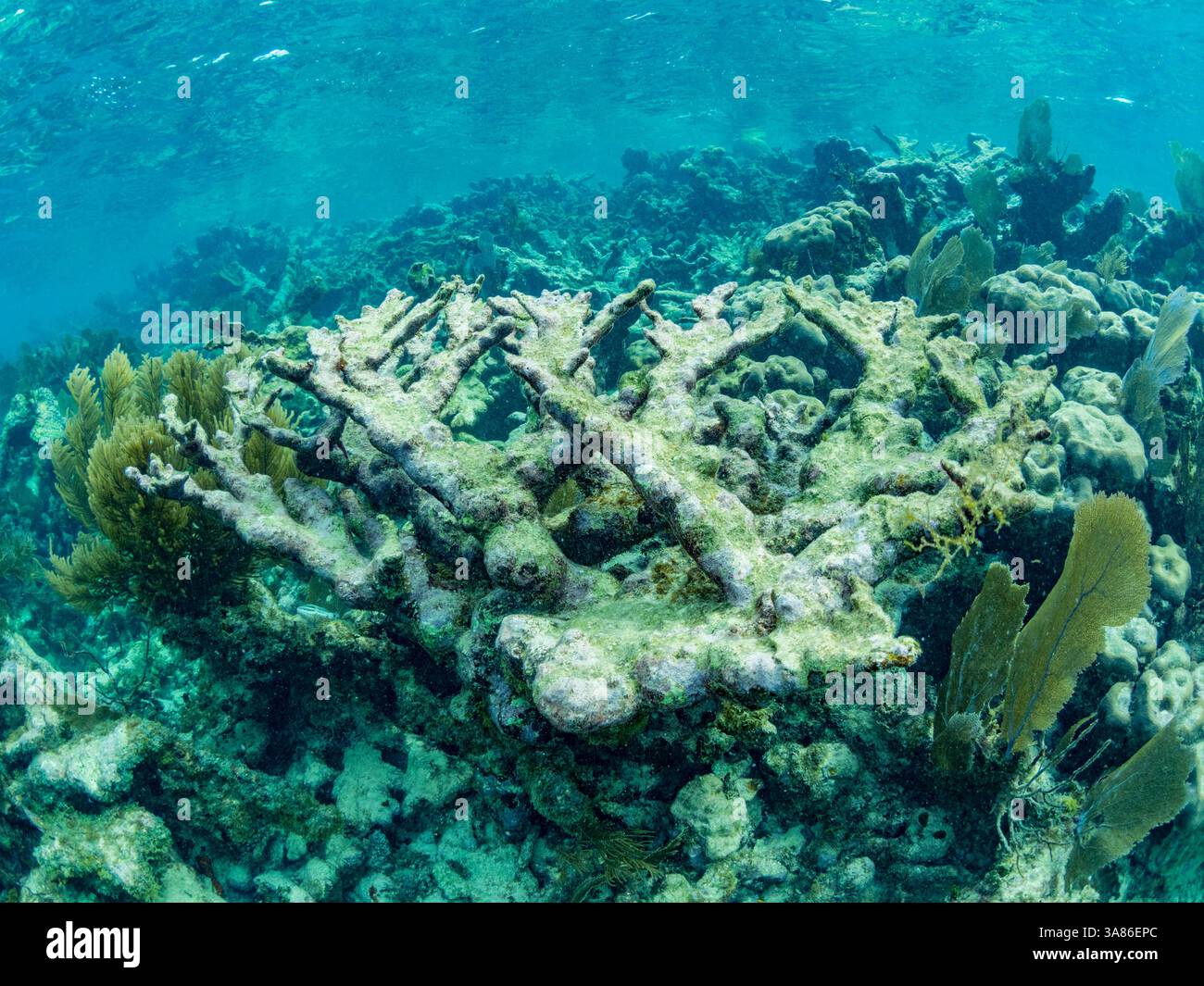 A myriad of fish and coral underwater at Hol Chan Marine Preserve ...