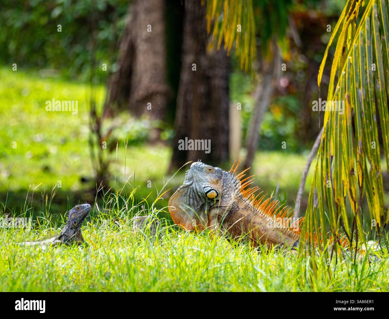 Adult male green iguana (Iguana iguana), on New River near Lamanai ...