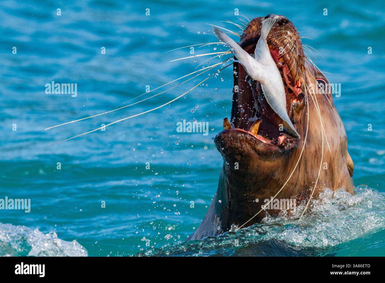 Northern (Steller) sea lion (Eumetopias jubatus) close-up eating a ...