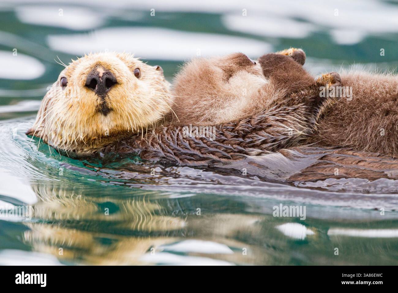 Adult sea otter (Enhydra lutris kenyoni) mother and pup in Inian Pass, Southeastern Alaska ...