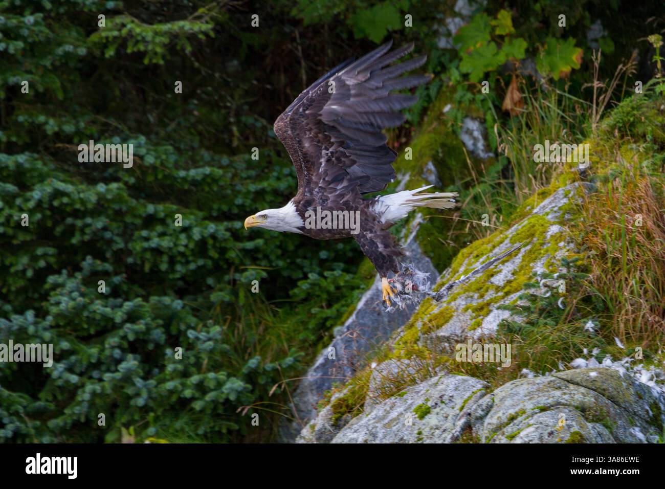 Adult bald eagle (Haliaeetus leucocephalus) with dead salmon in Inian ...